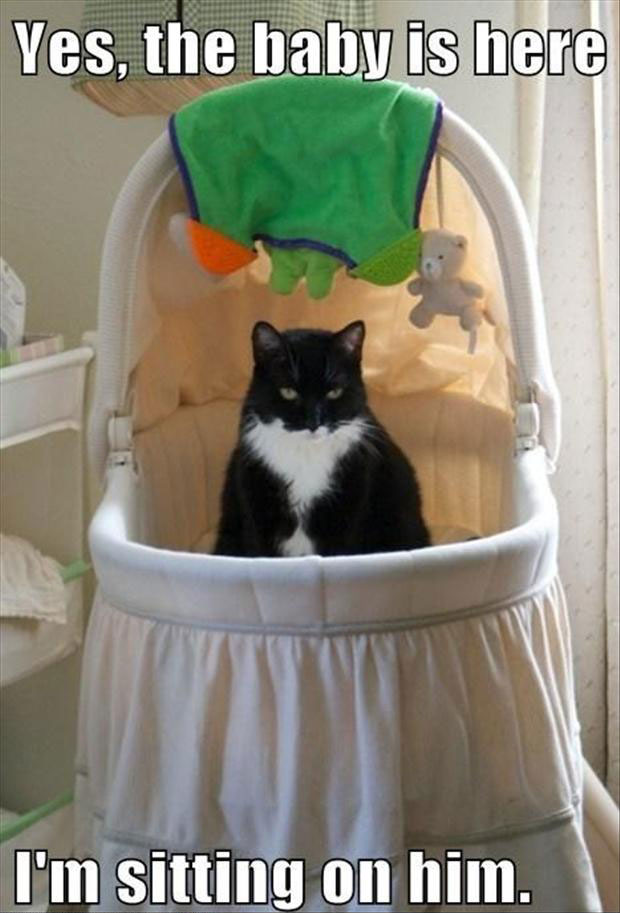 LOL Cats 50 Awesomely Funny Cat Photos To Crack You Up