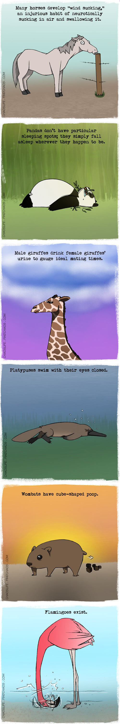 Weird Facts About Animals 