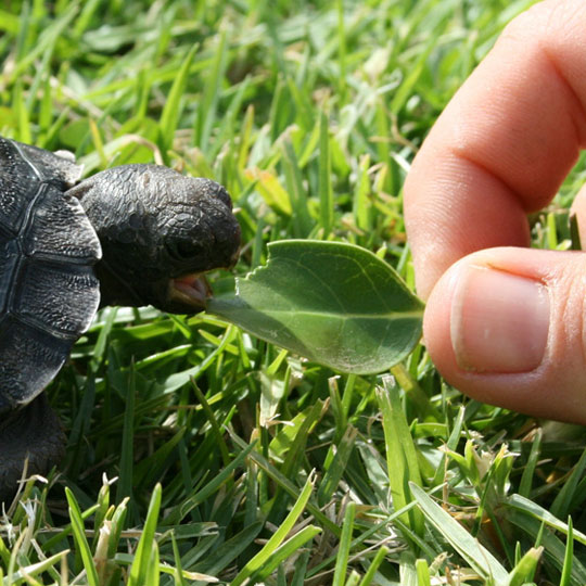 Tiny Bite