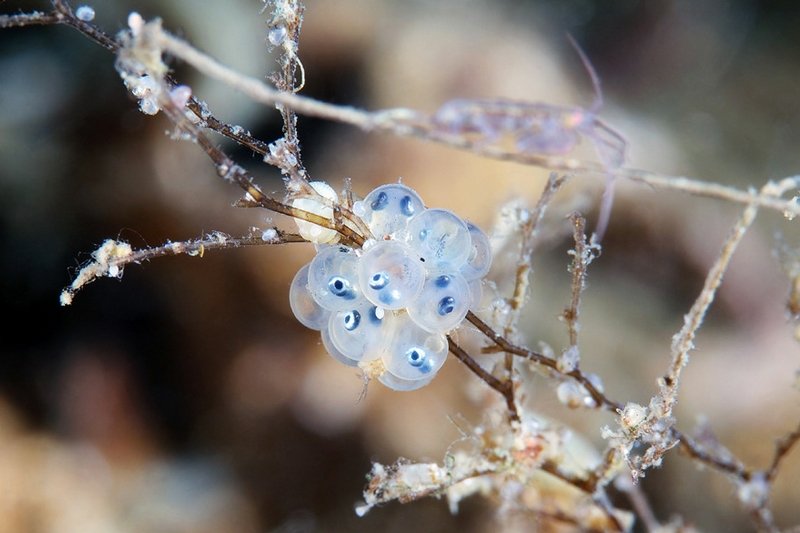 Amazing Creatures in the Depths of the White Sea (20 Pics)