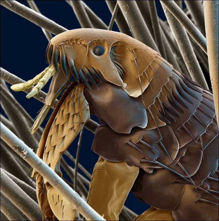 Aliens Among Us - Incredibly Close-up Microscopic Photos of Insects