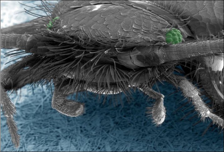 Aliens Among Us - Incredibly Close-up Microscopic Photos of Insects