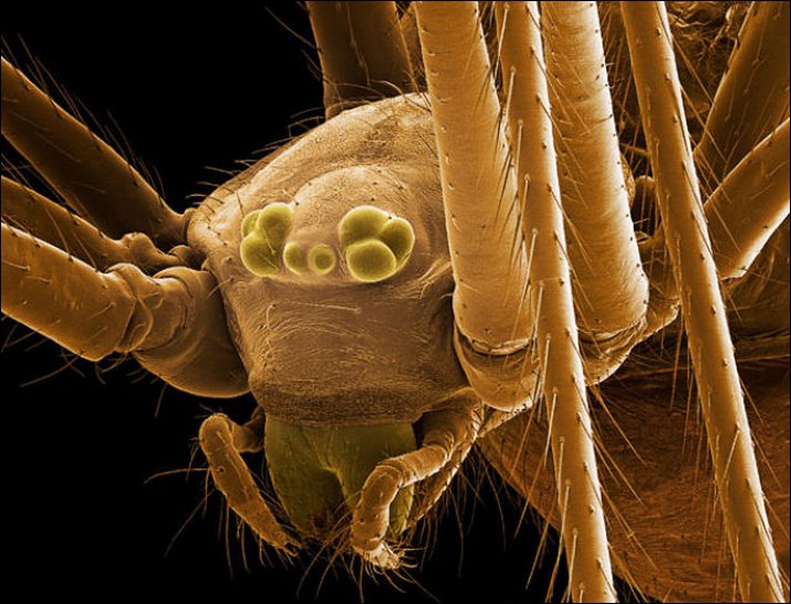 Aliens Among Us - Incredibly Close-up Microscopic Photos of Insects