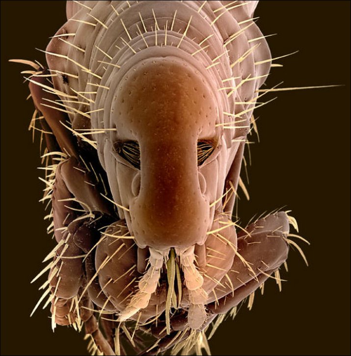 Aliens Among Us - Incredibly Close-up Microscopic Photos of Insects