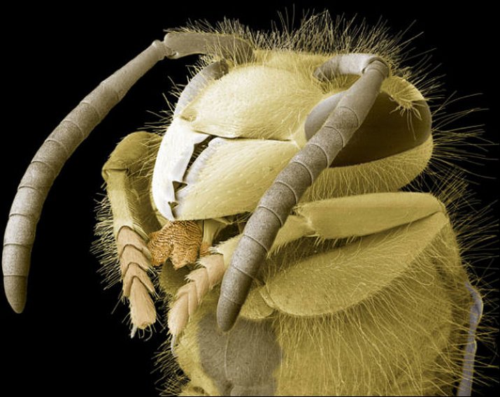 Aliens Among Us - Incredibly Close-up Microscopic Photos of Insects