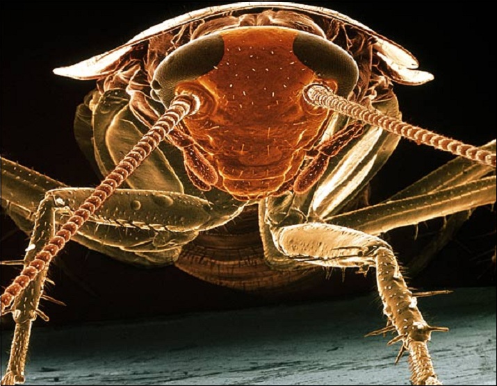 Aliens Among Us - Incredibly Close-up Microscopic Photos of Insects