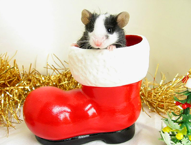 55 Pictures of Funny Animals Cutely Enjoying Christmas