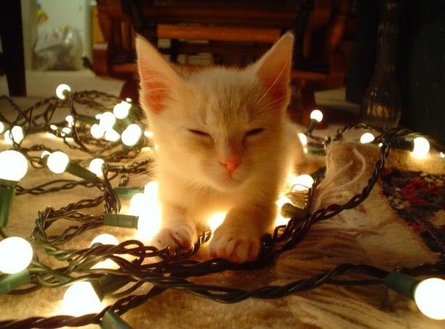 55 Pictures of Funny Animals Cutely Enjoying Christmas