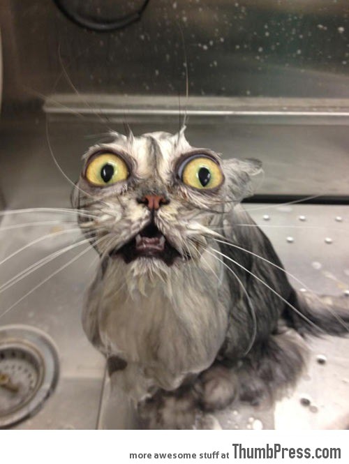 The face of pure terror…