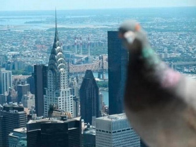 The Funniest Animal Photobombs Of All Time (28 Pics)