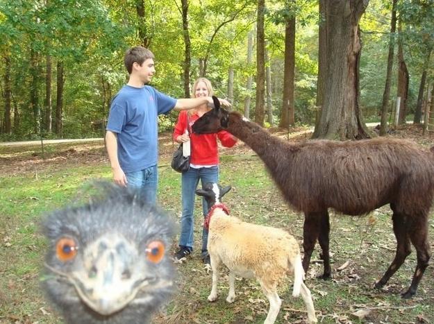 The Funniest Animal Photobombs Of All Time (28 Pics)