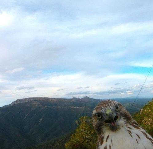 The Funniest Animal Photobombs Of All Time (28 Pics)