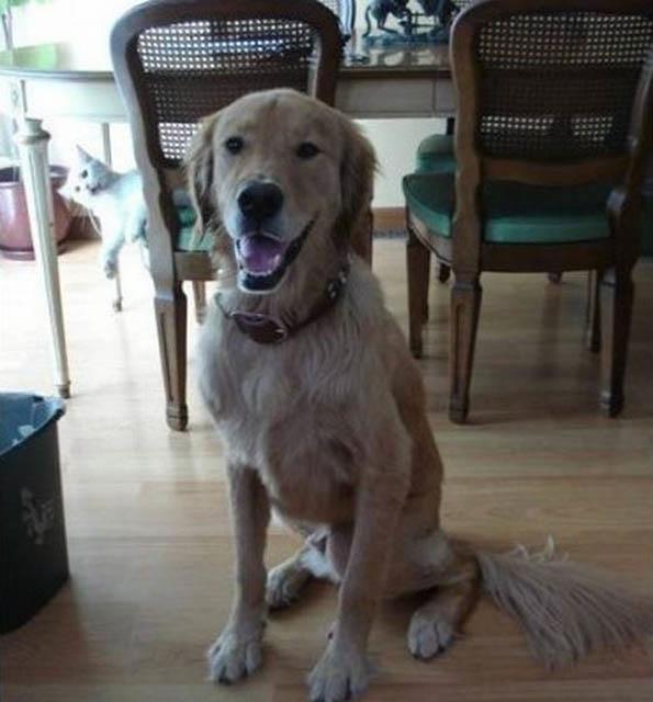 The Funniest Animal Photobombs Of All Time (28 Pics)