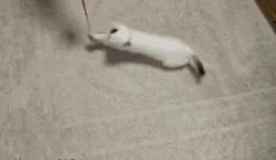 16 Funny GIFs With Surprise Endings