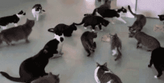 Cats, do the creep…