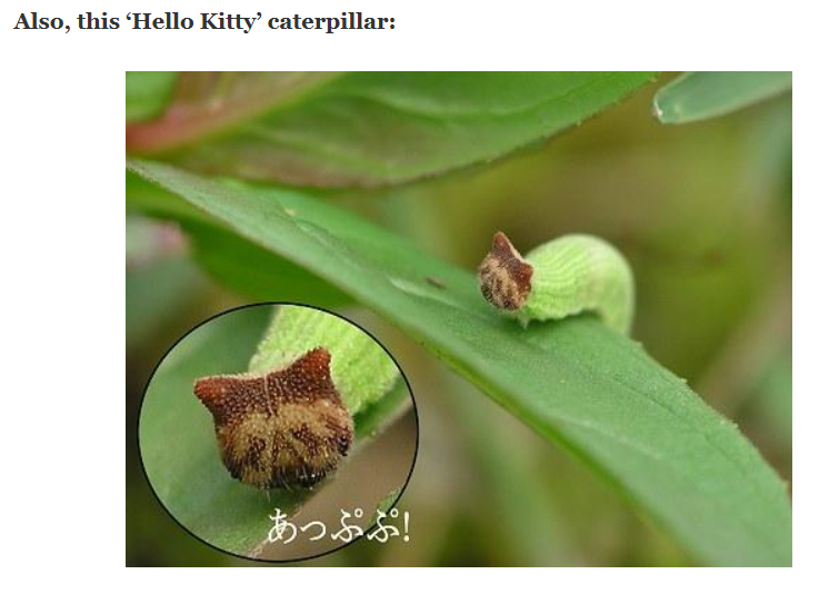 You Wouldn't Believe That These Things Actually Exist (15 Pics)