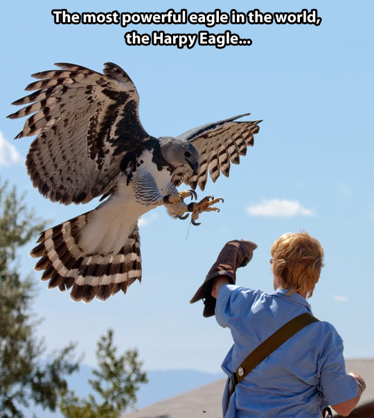 That is a beautiful bird…