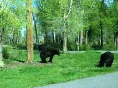 Incredible bear fight…