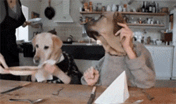 The Best Gif On The Internet, Ever