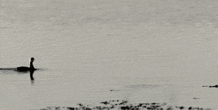 Duck Runs On Water