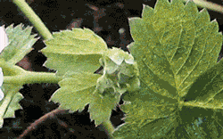 Strawberry Growing, 40 Days In 15 Seconds