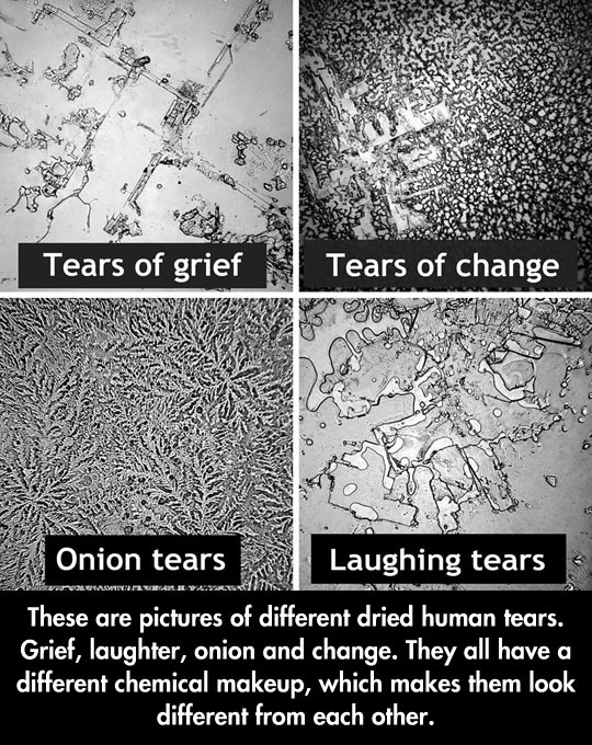 Tear’s Structure