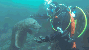 Seals Are Just Underwater Dogs