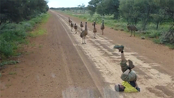 How To Catch An Emu