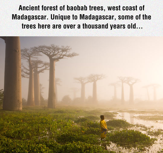 Ancient Forest Of Baobab Trees