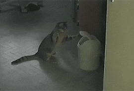 Cat Vs. Trashcan