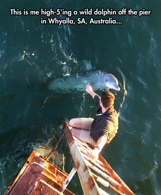 Dolphin’s High Five