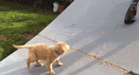Dog Vs. Ramp