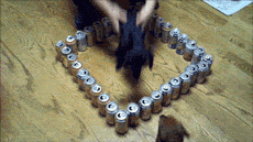Some Dogs Are Smarter Than Others