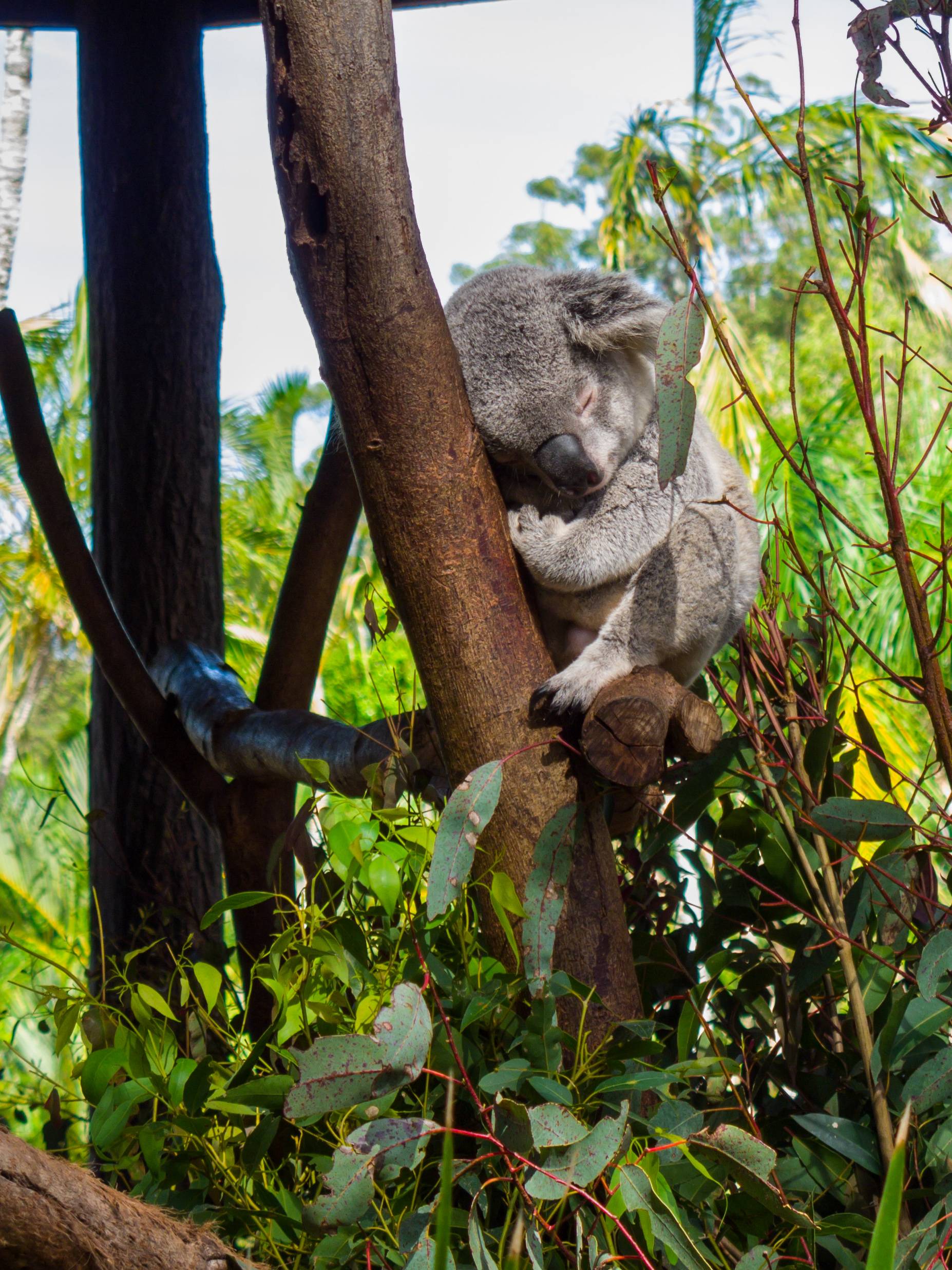 A napping koala.