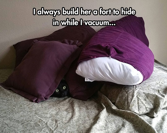 Cat Fort.