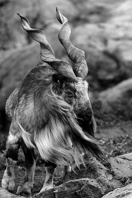 The Majestic Markhor Goat.