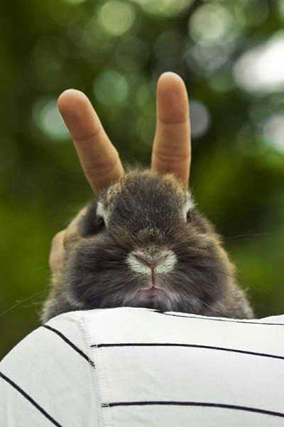 Rabbit Ears.