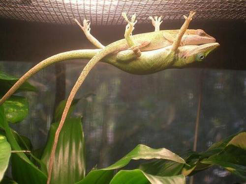 This Male Lizard is Holding Onto the Top so the Female Can Sleep on Top