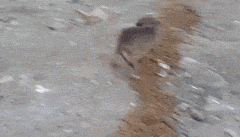 Starving Puppy Finally Finds Food