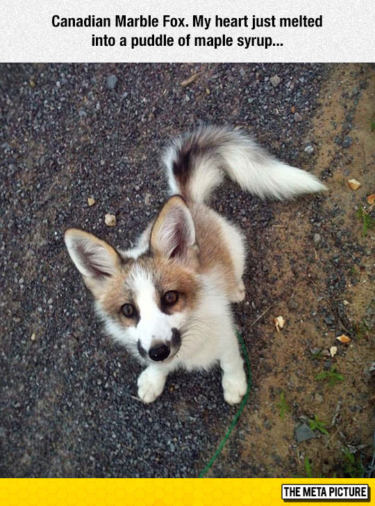 Canadian Marble Fox