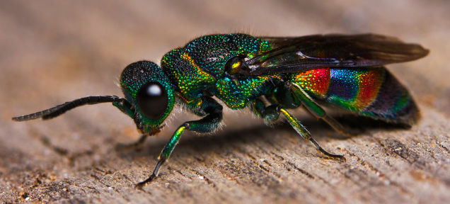The Rainbow Cuckoo Wasp