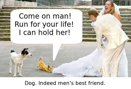 Funny Dog Biting Brides Dress.