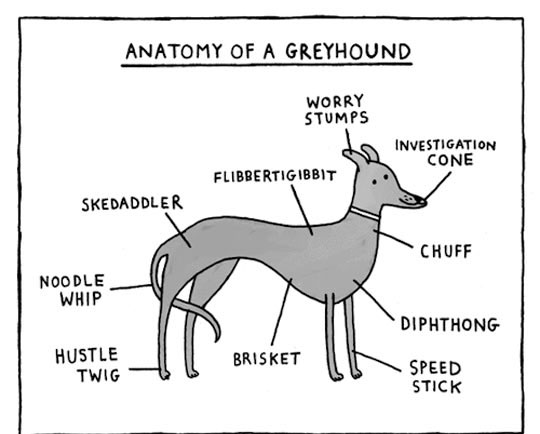 Greyhound Anatomy In A Nutshell.