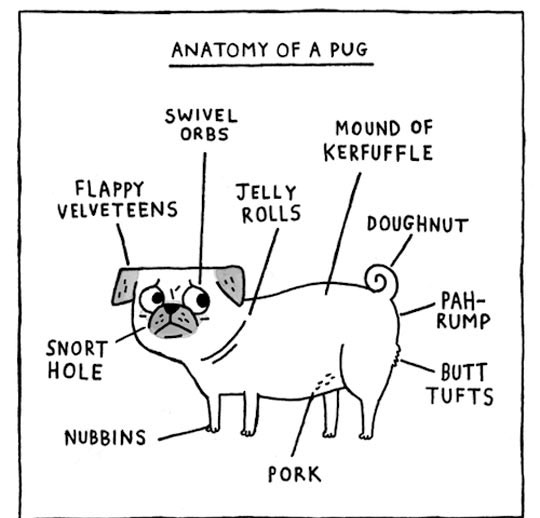 The Anatomy Of A Pug.