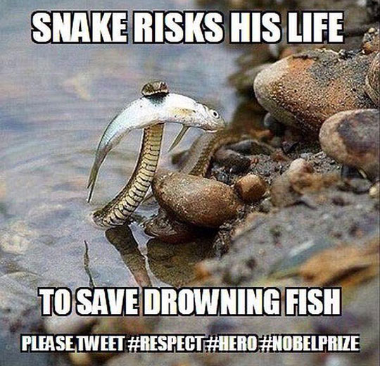 Hero Snake.