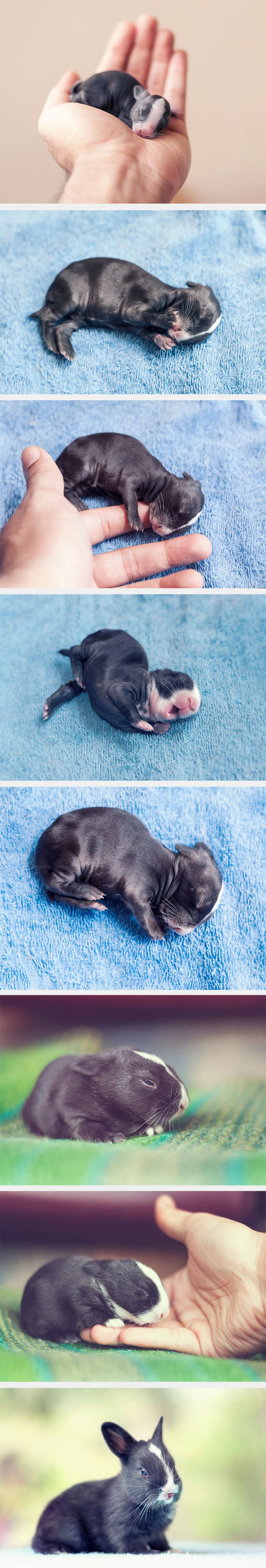 First 30 Days Of A Rabbit.