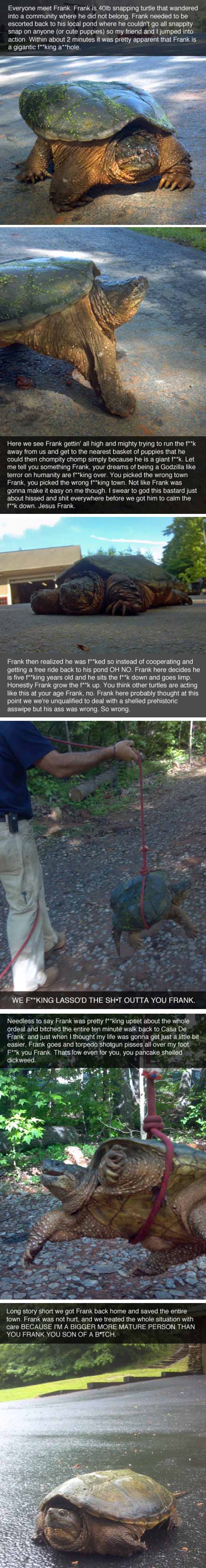 Meet Frank The Turtle.