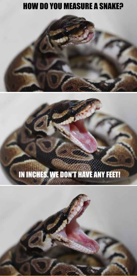 Snake Humor.