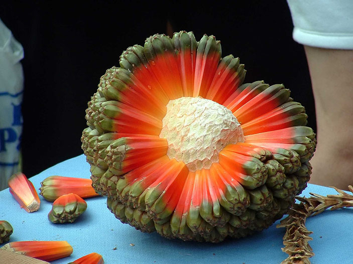 The amazing Hala fruit