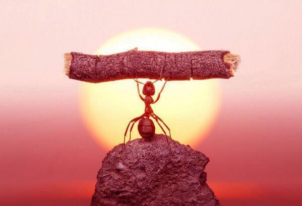 The most badass ant ever.